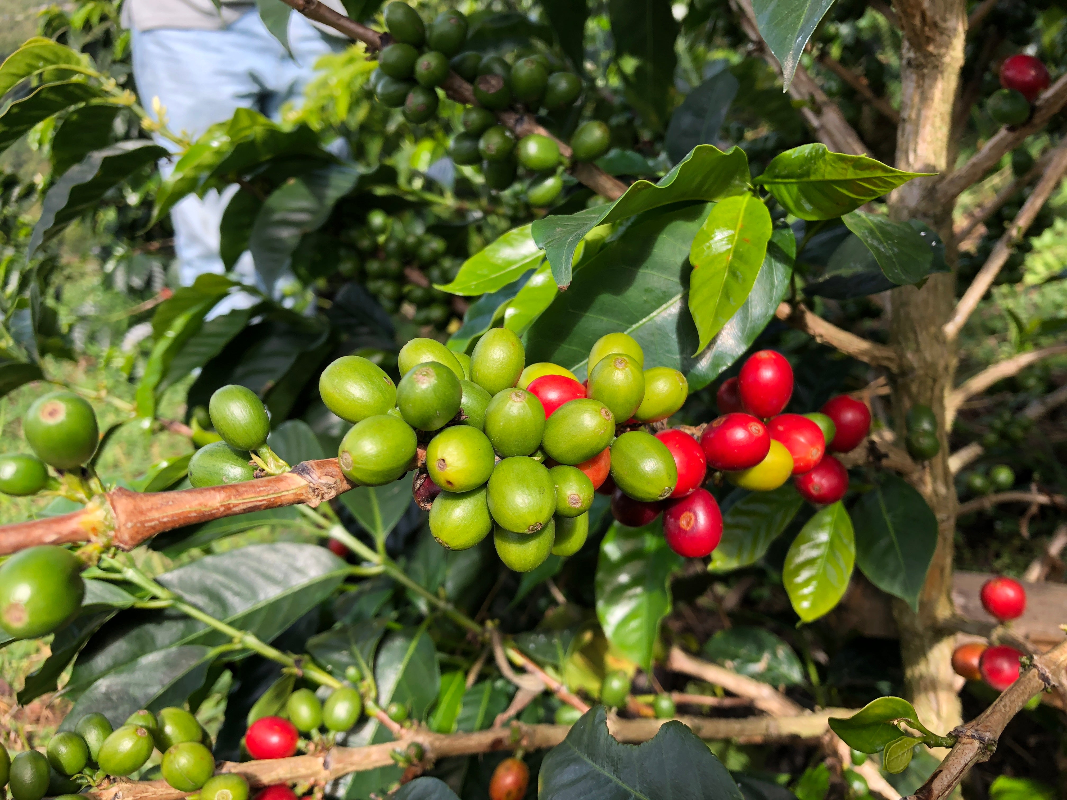 Beyond Coffee | Single Origin Specialty Coffee – Beyond Coffee ...